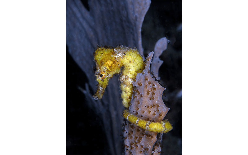 1º---Aconchego,-de-Denise-Greco